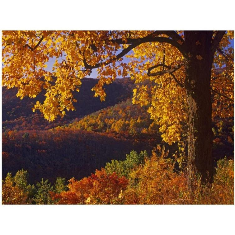 Millwood Pines Autumn Deciduous Forest Shenandoah National Park ...