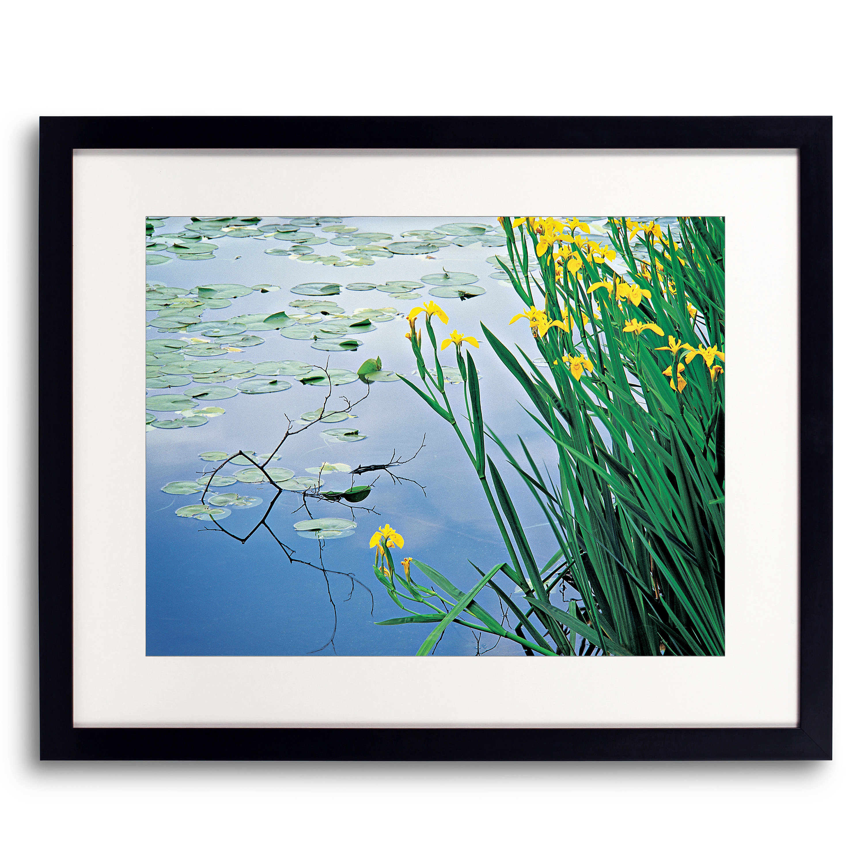 Made & Curated Iris And Lily Pads Design by Bruce Heinemann - Picture ...