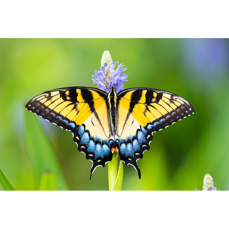 Gracie Oaks Butterfly On Canvas Photograph | Wayfair