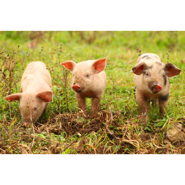 Gracie Oaks Cute Little Piglets - Wrapped Canvas Photograph | Wayfair