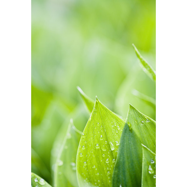 Ebern Designs Fresh Green Leafs - Wrapped Canvas Photograph | Wayfair