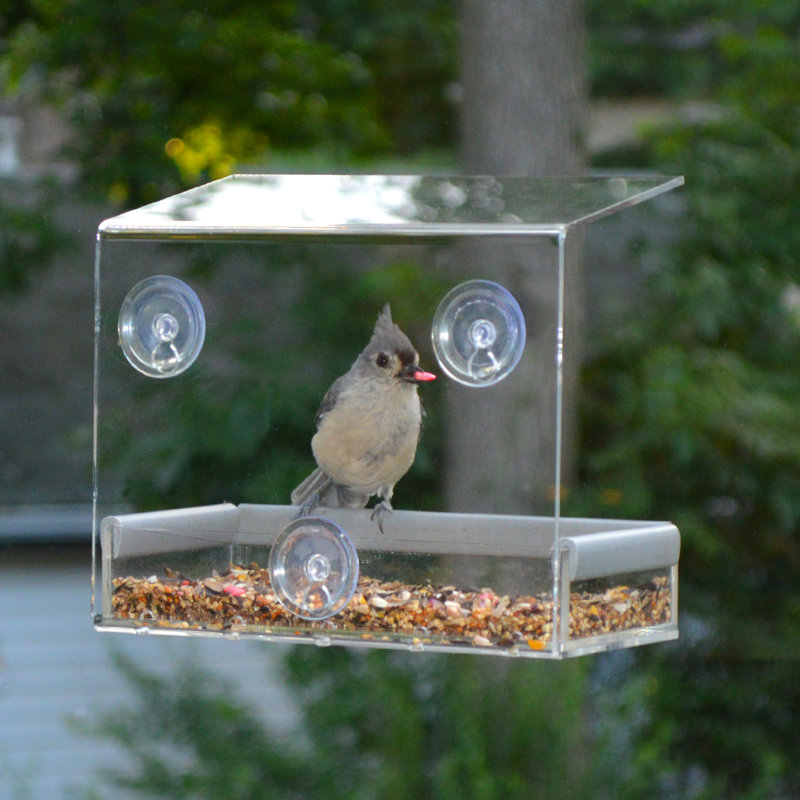 PetFusion Tranquility Window Tray Bird Feeder & Reviews | Wayfair