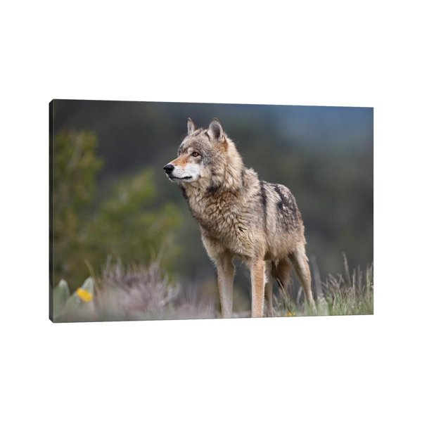 Alpen Home Grey Wolf, North America II by - Wrapped Canvas Photograph ...