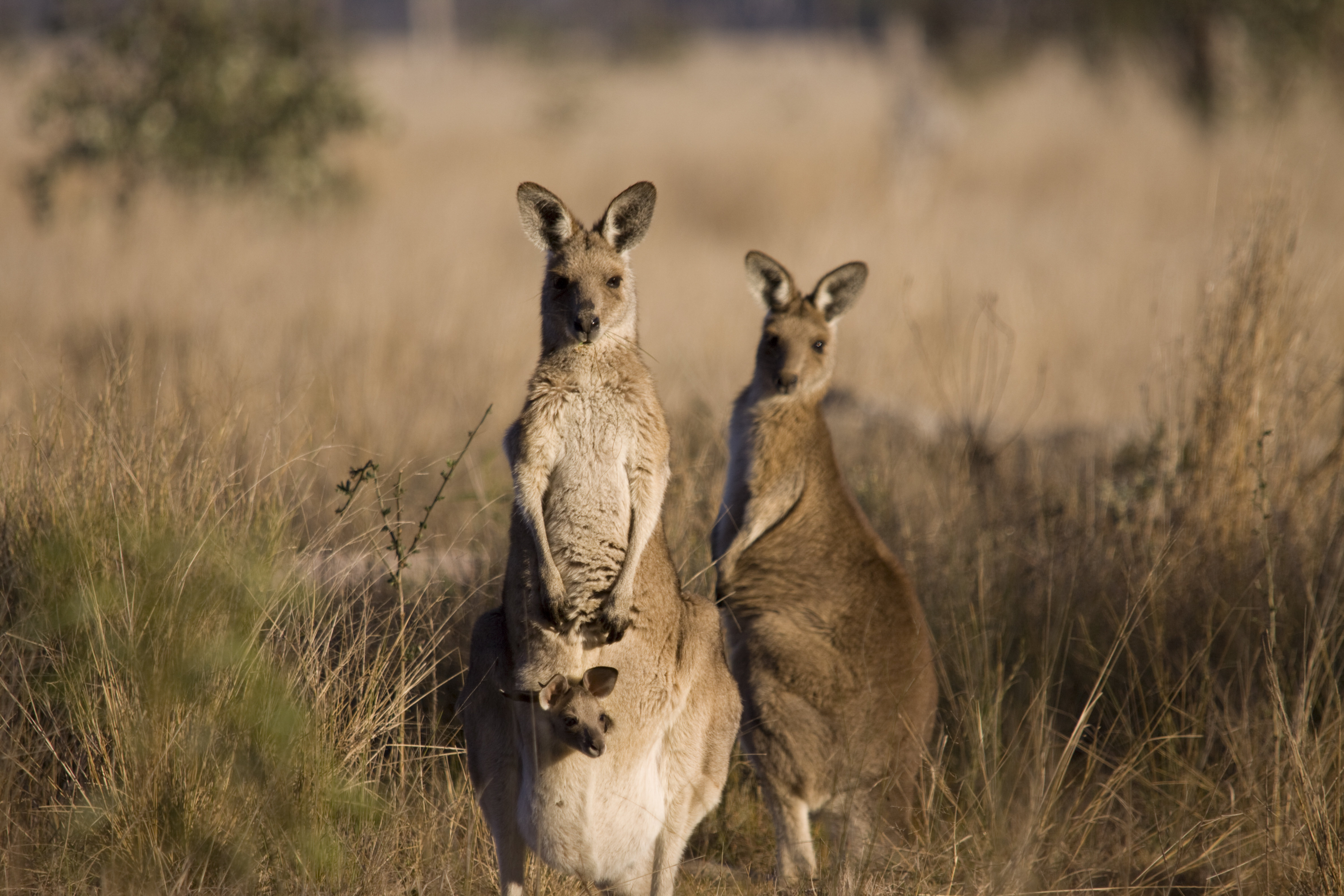 Ebern Designs Kangaroos With Joey On Canvas by Djdavis Photograph | Wayfair