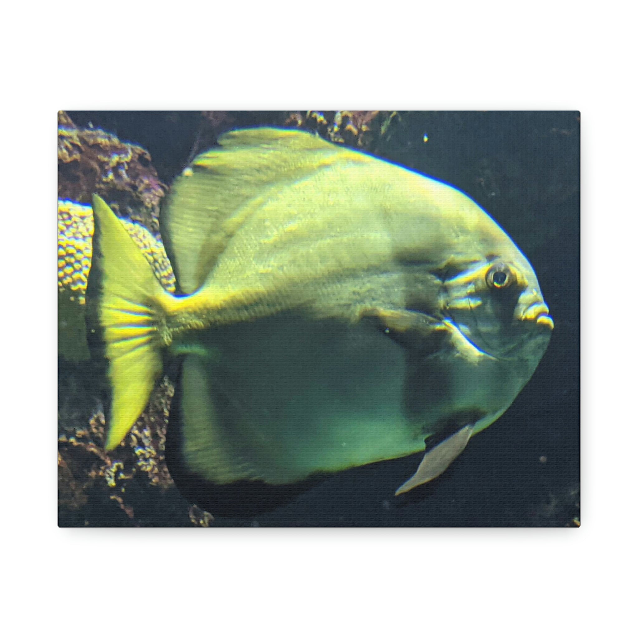 Rosecliff Heights Fish by Leonardo Da Vinci - Wrapped Canvas Photograph ...