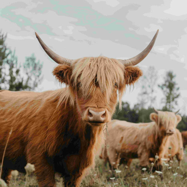 Union Rustic Highland Cow On Canvas by Tony_Thompson Photograph | Wayfair