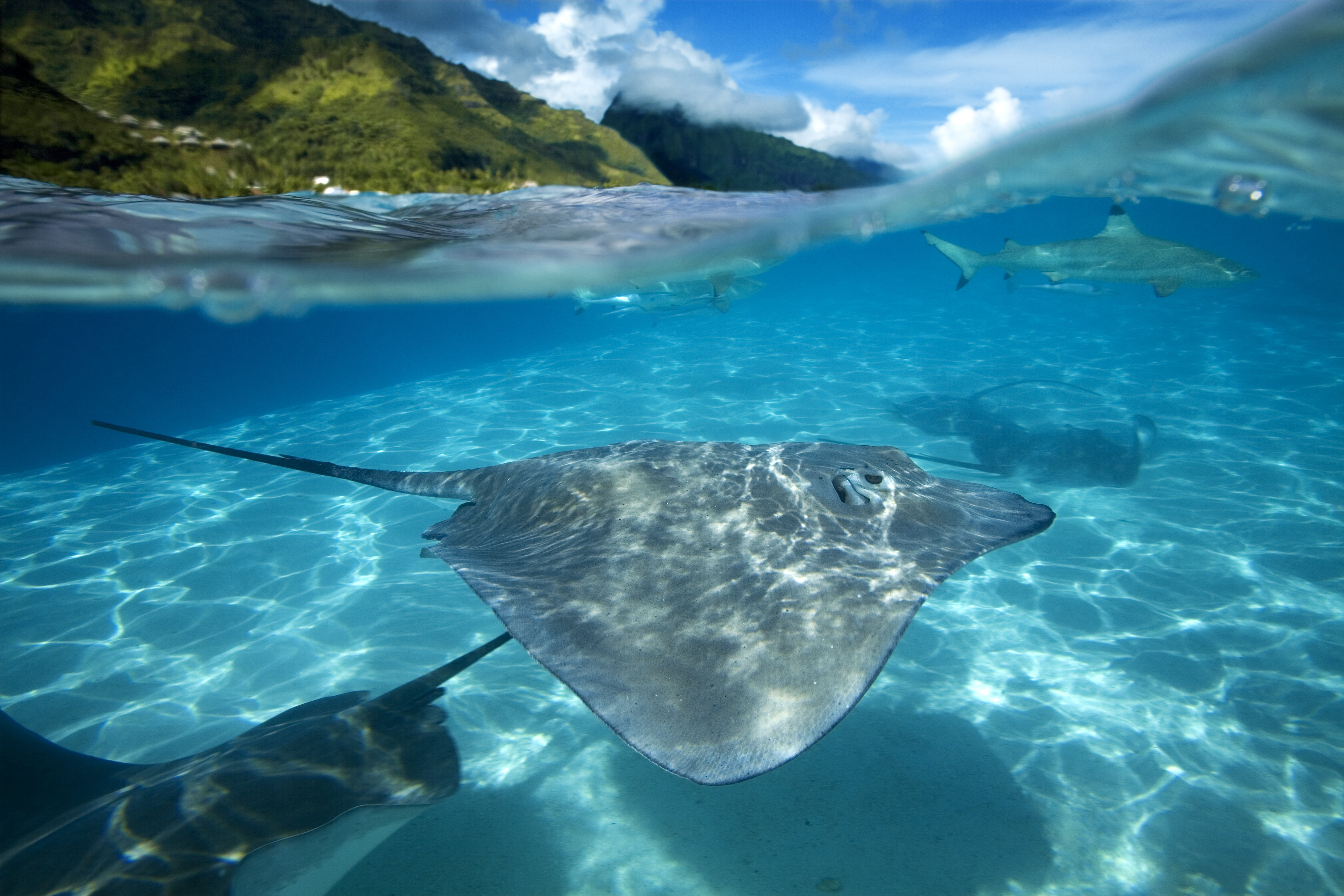 House of Hampton Grey Stingray | Wayfair.co.uk