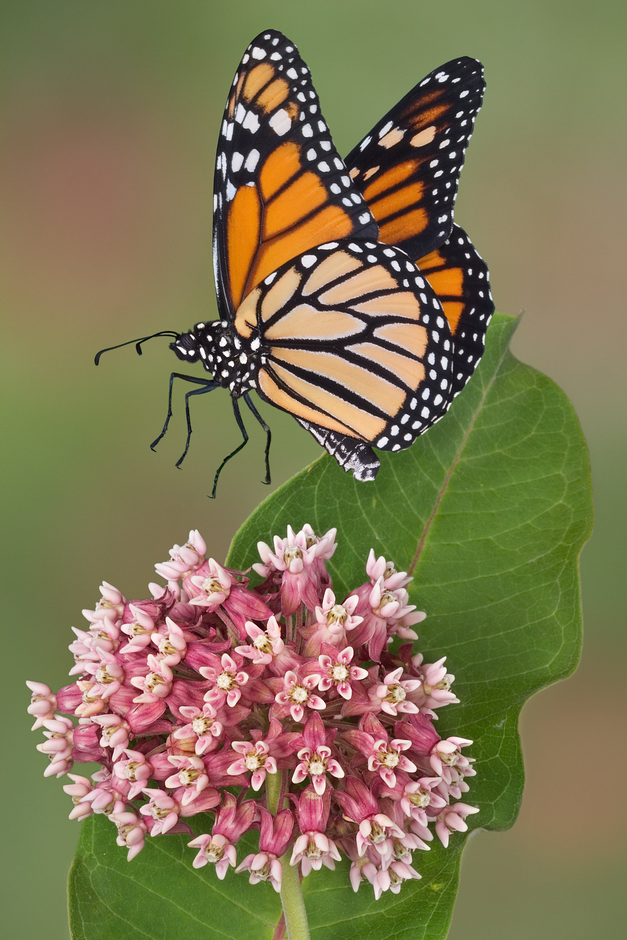 Gracie Oaks Monarch On Flower - Wrapped Canvas Photograph | Wayfair