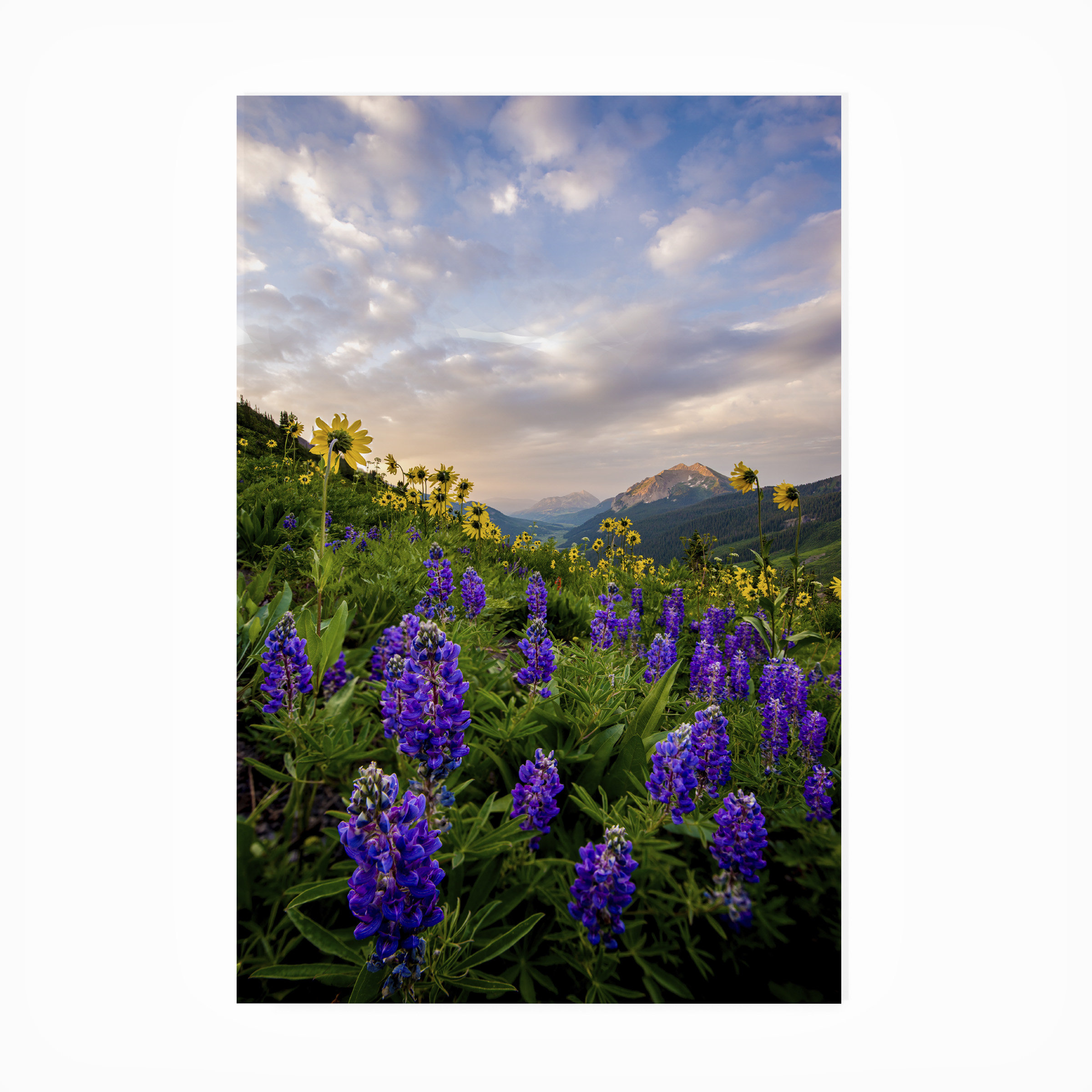 Millwood Pines Dan Ballard 'Alpine Johnson' Outdoor Canvas | Wayfair