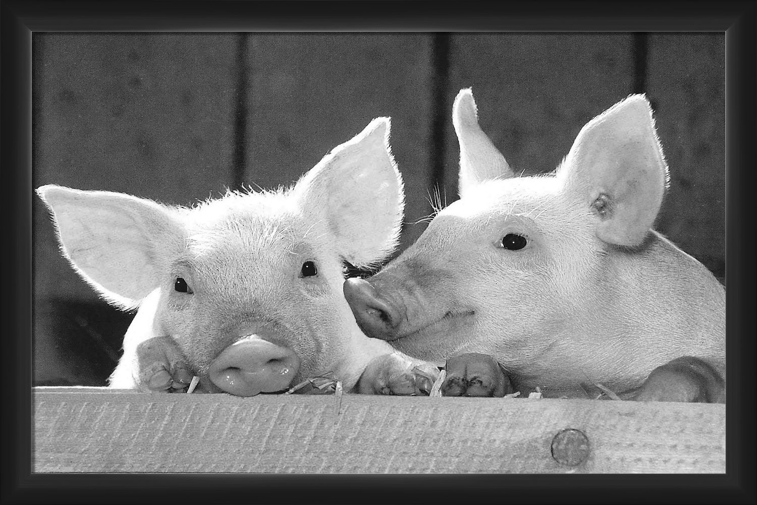 Gracie Oaks Pig Friendship - Picture Frame Photograph | Wayfair