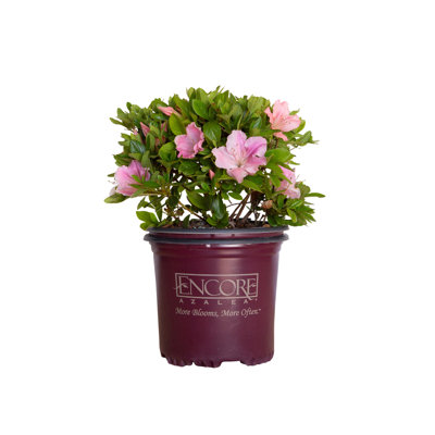 Encore Azalea 1 Gallon Autumn Sweetheart Encore Azalea Live Low ...