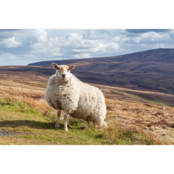 Gracie Oaks Irish Sheep - Wrapped Canvas Photograph | Wayfair