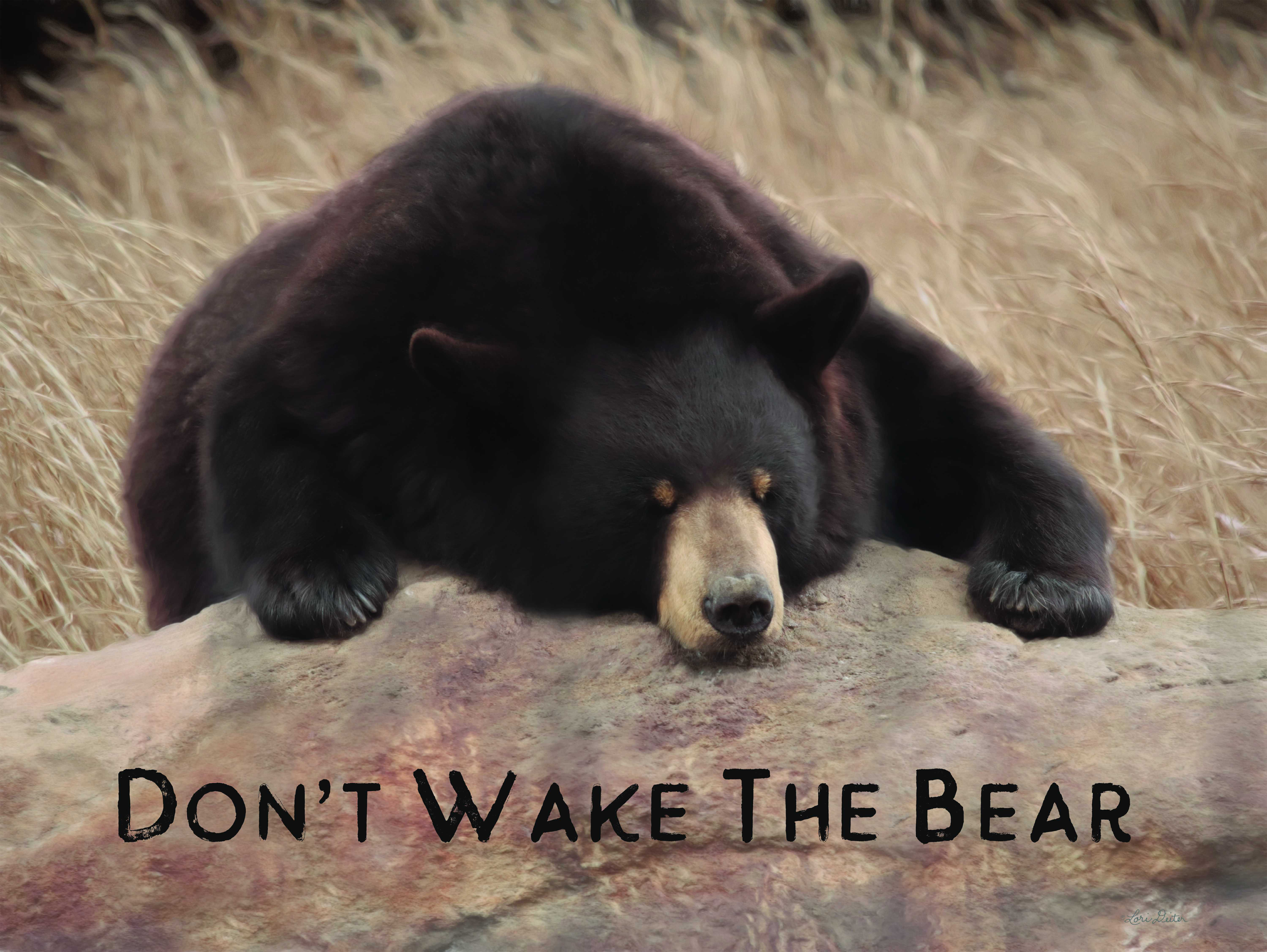 Millwood Pines Don't Wake The Bear On Canvas by Lori Deiter Print | Wayfair