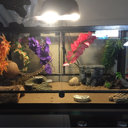 REPTIZOO 40 Gallon Terrarium & Reviews | Wayfair