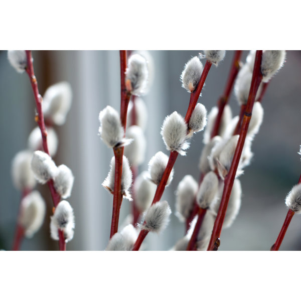 Willow Bendy Twigs | Wayfair.co.uk
