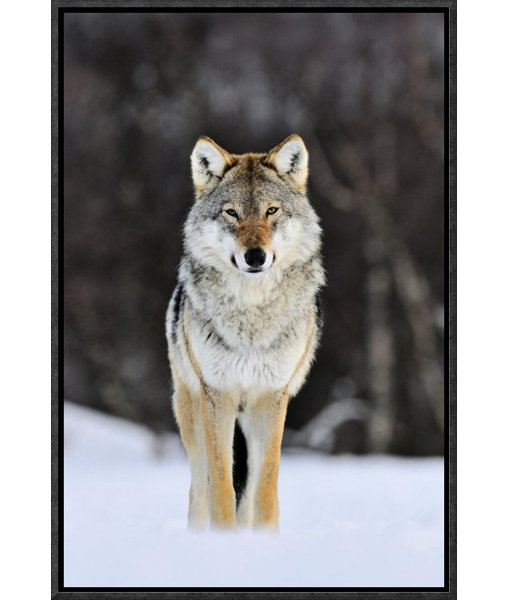 Bless international Gray Wolf Standing - Picture Frame Photograph on ...