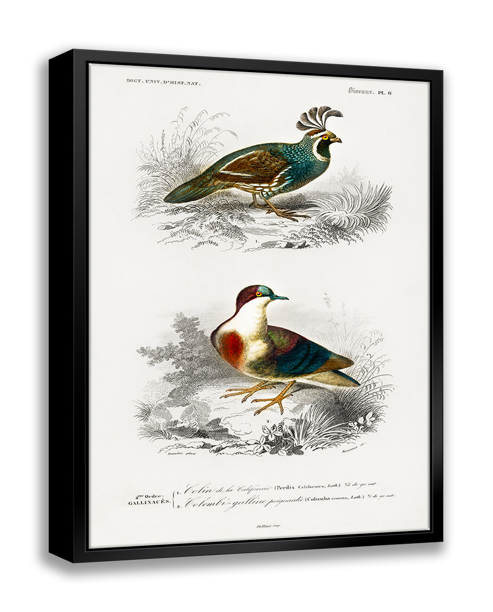 ATX Art Group LLC Natural History - Different Types Of Birds 21 by ...