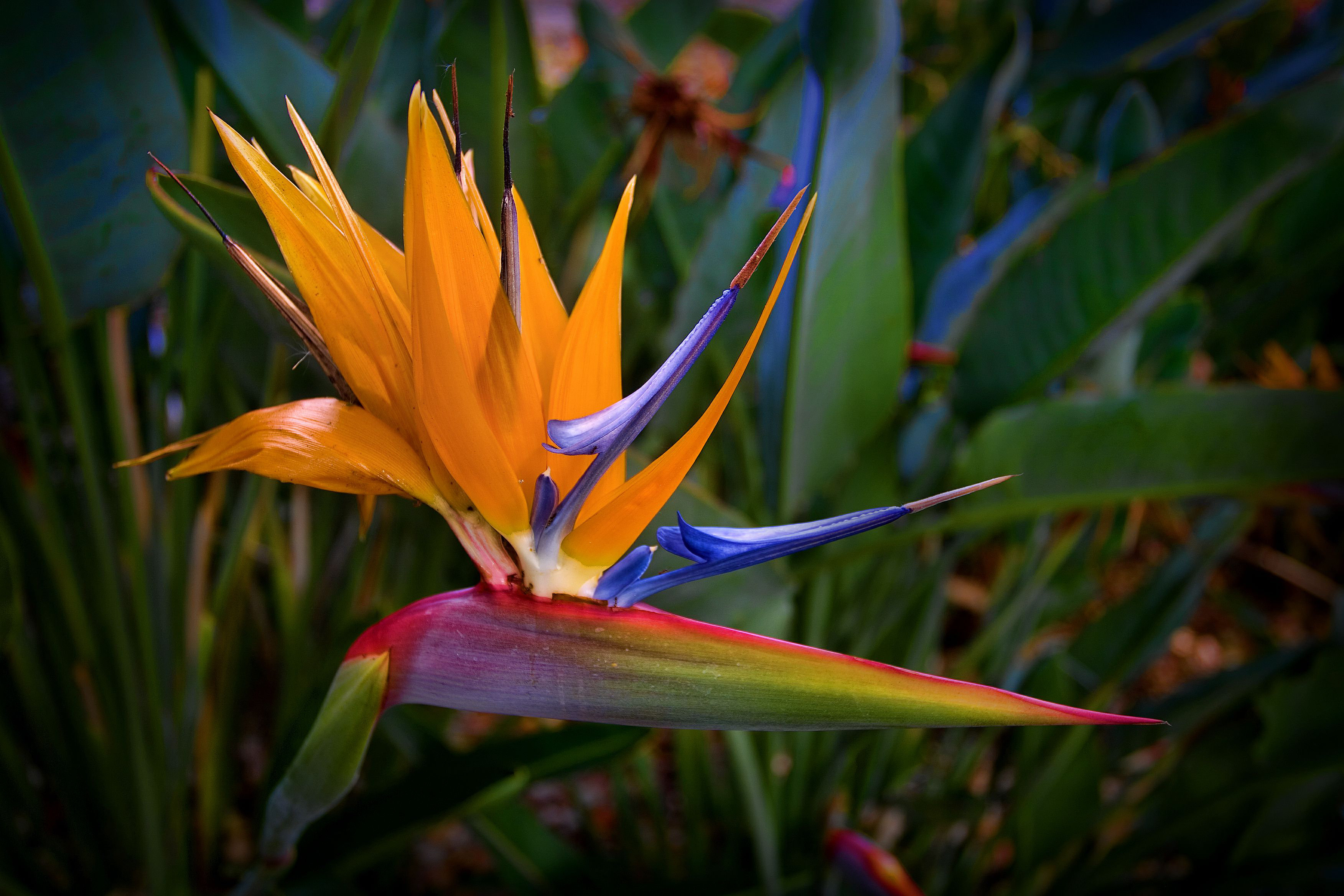 Bay Isle Home Sangerville Bird Of Paradise by - Wrapped Canvas ...