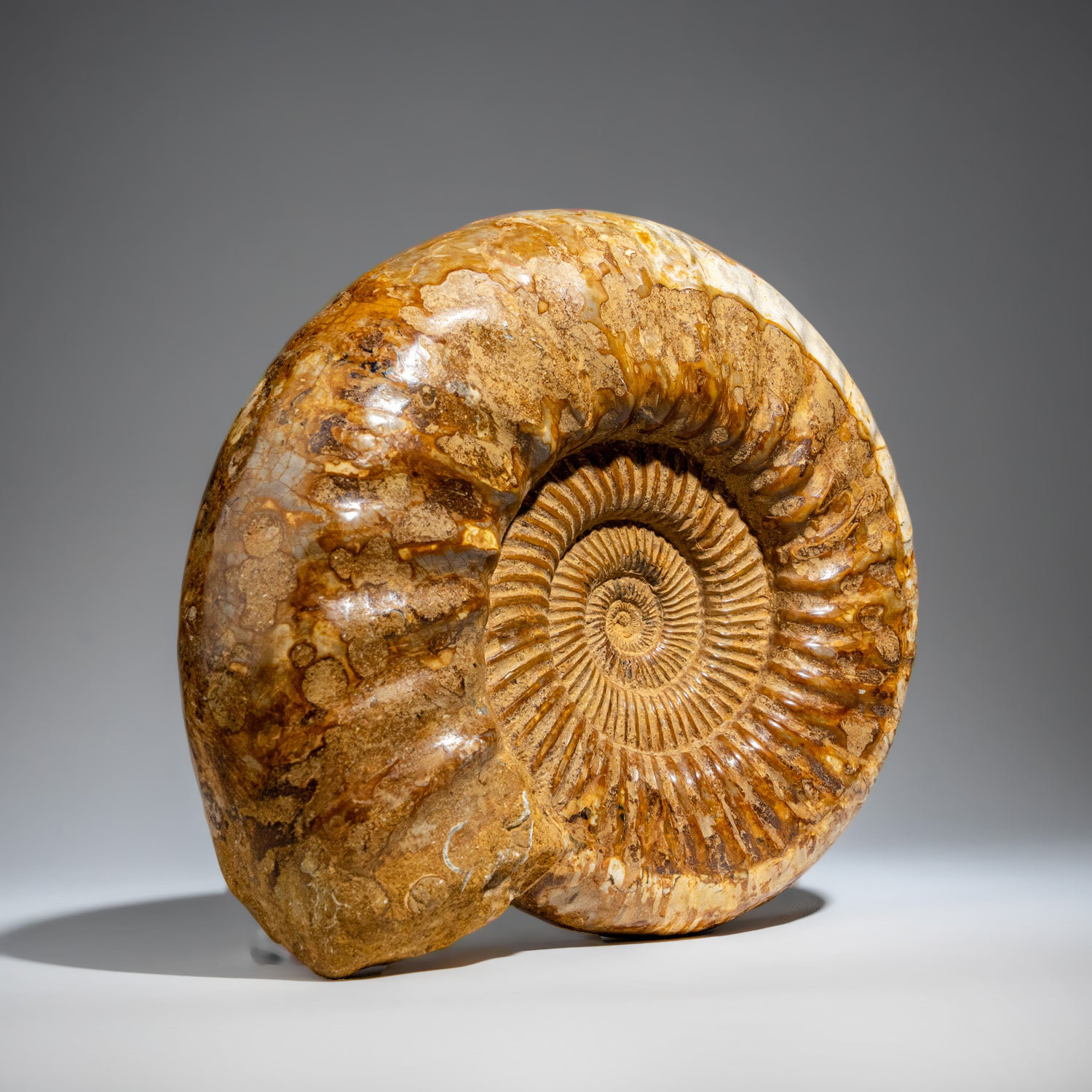 Astro Gallery of Gems Natural Ammonite Fossil from Madagascar (10.8 Lbs) | Wayfair