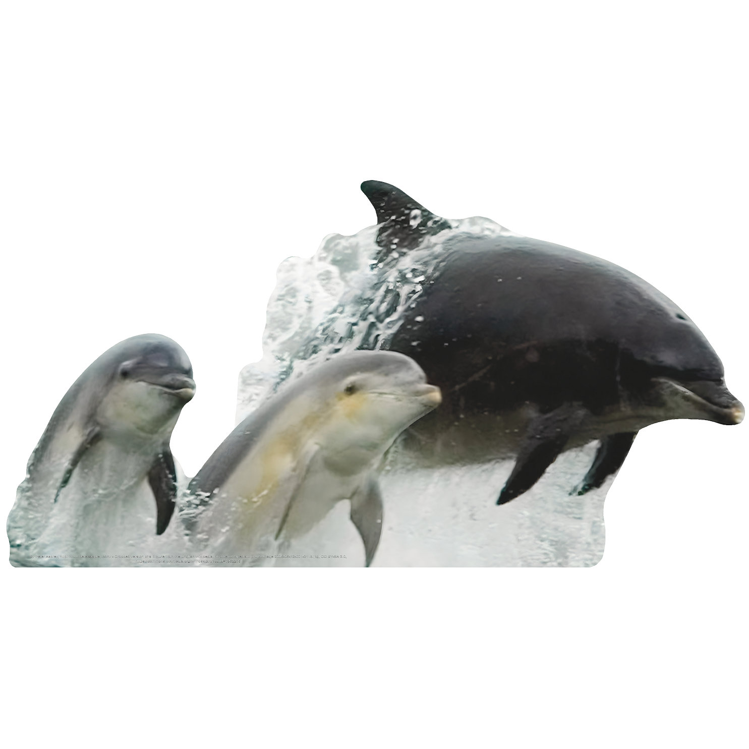 Wet Paint Printing Bottlenose Dolphin Group Jumping Water Splash Dive ...