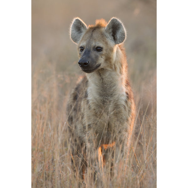 Ebern Designs Spotted Hyena by Stuports - Wrapped Canvas Photograph ...