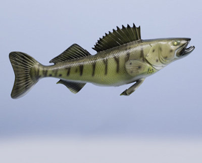 Loon Peak® Walleye Wall Décor | Wayfair