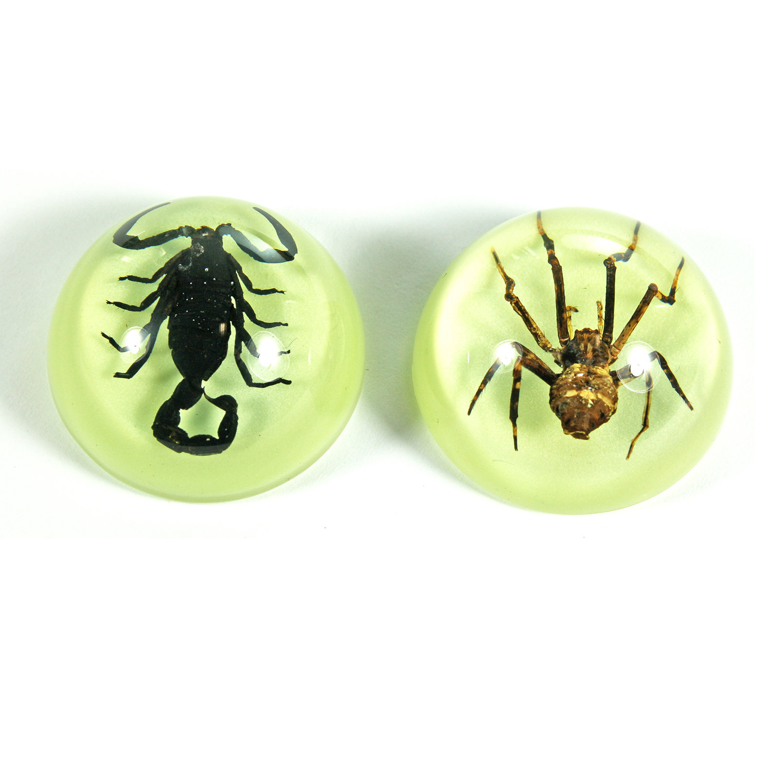 Rosalind Wheeler Ragin 2 Piece Real Scorpion & Spider Magnets Set | Wayfair