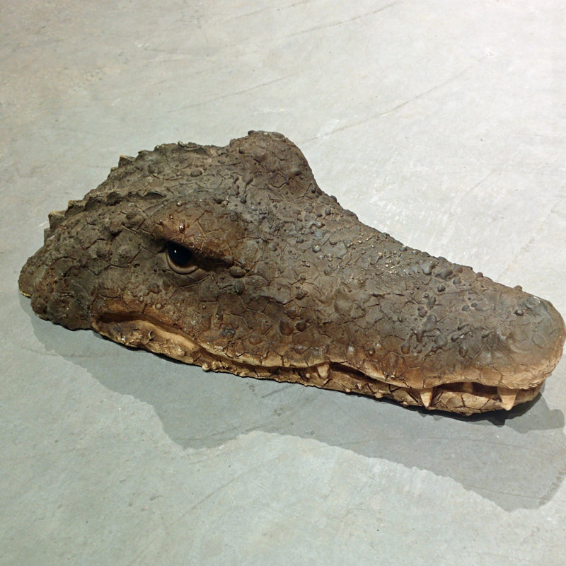 Bay Isle Home Davie Floating Crocodile Head Bust & Reviews | Wayfair