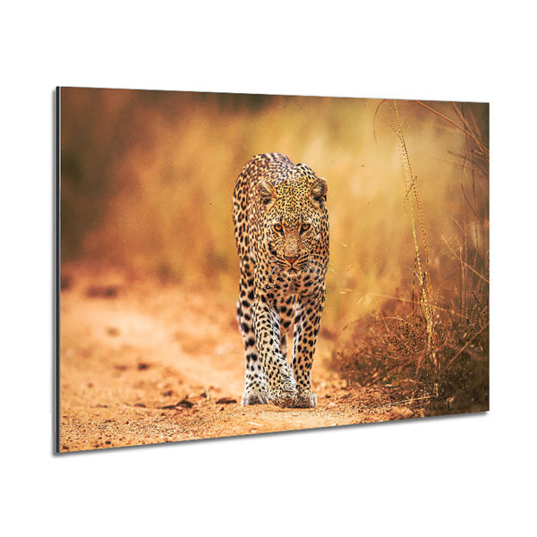 17 Stories Leopard Walk - Unframed Photograph on Metal | Wayfair.co.uk