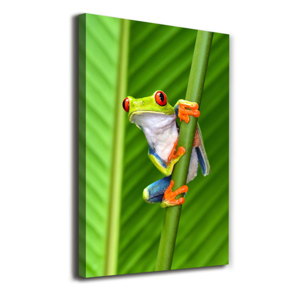 Ebern Designs Tree Frog - Wrapped Canvas Art Prints | Wayfair.co.uk