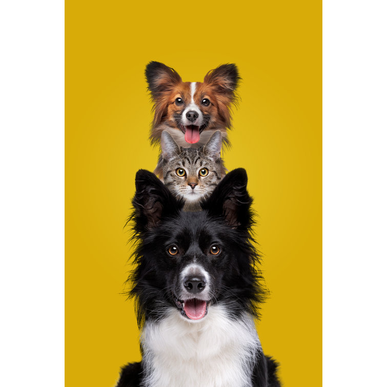 17 Stories Two Dogs, One Cat by - Wrapped Canvas Photograph | Wayfair.co.uk