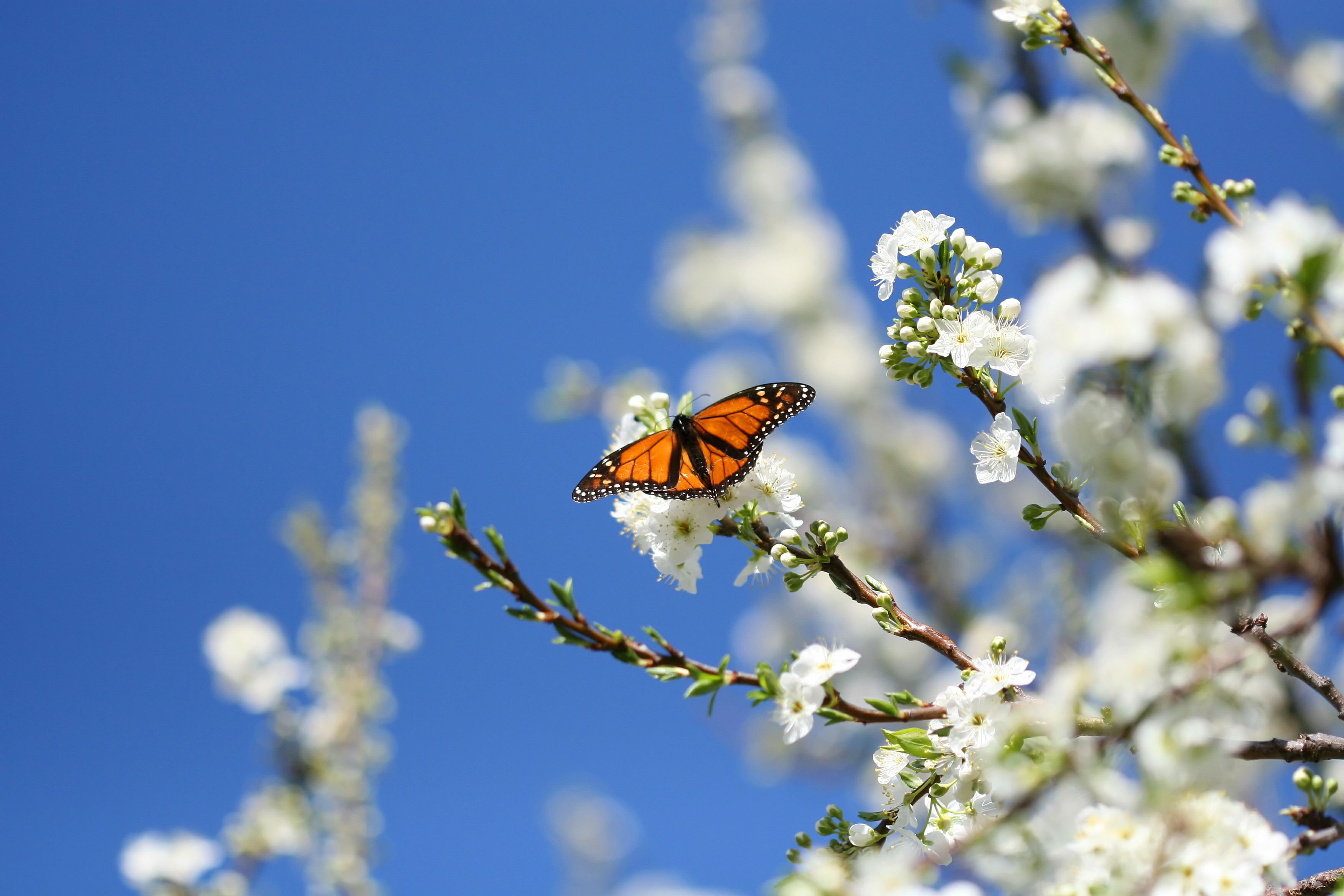 Ebern Designs Monarch Butterfly In Tree On Canvas Photograph | Wayfair