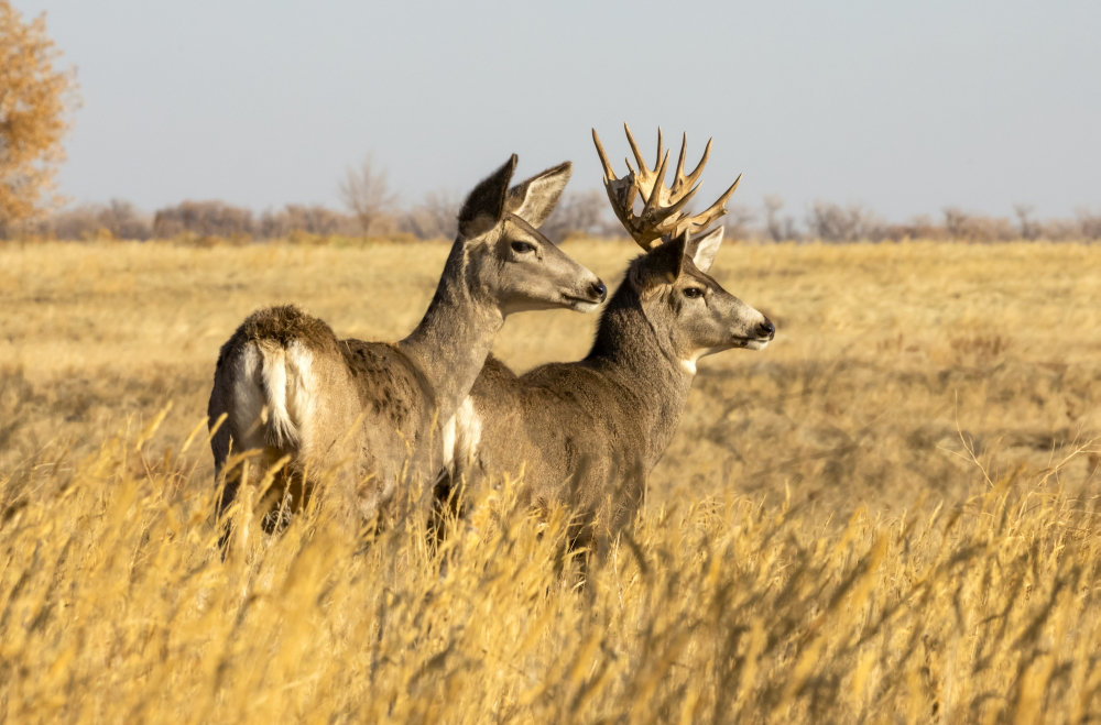 Loon Peak® Mule Deer Buck And Doe (Odocoileus Hemionus) Standing In ...