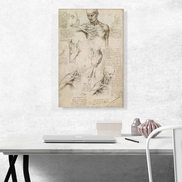 Advanced Graphics Anatomy Muscle System Cardboard Standup | Wayfair