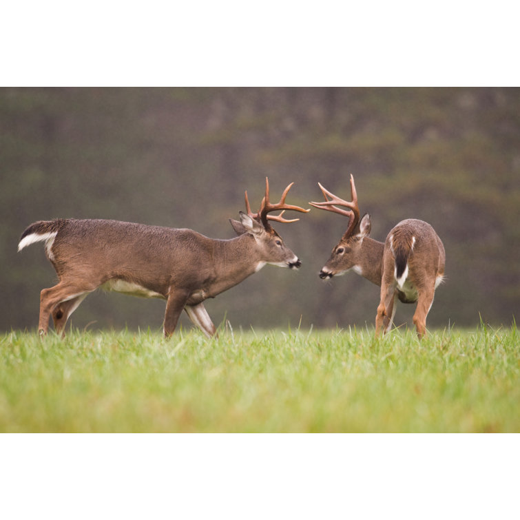 Millwood Pines Two White-Tailed Deer Bucks Grooming - Wrapped Canvas ...