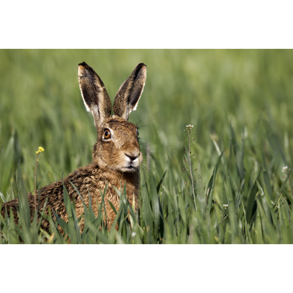Gracie Oaks Brown Hare, Lepus Europaeus - Wrapped Canvas Photograph ...