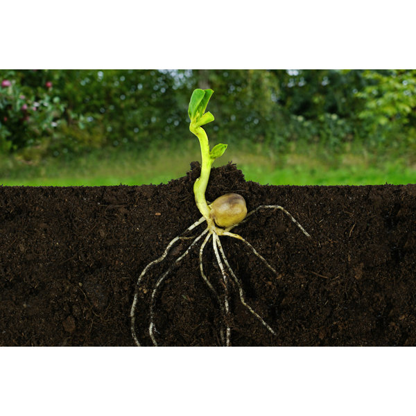 August Grove® Growing Sprout Plant - Wrapped Canvas Photograph | Wayfair