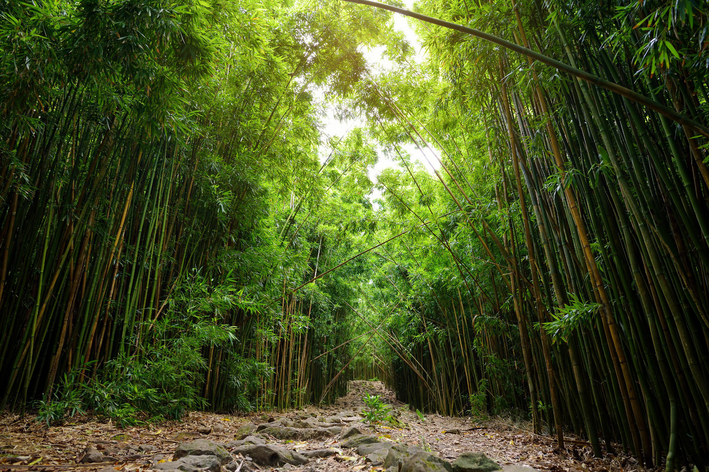 Millwood Pines Bamboo Forest, Hawaii by - Wrapped Canvas Photograph ...