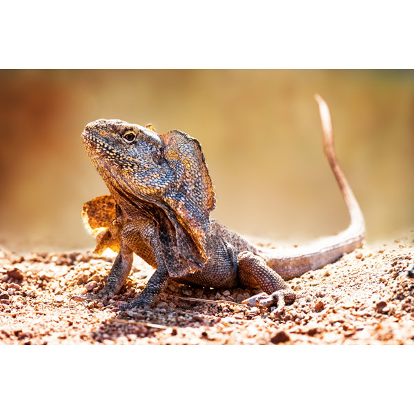 Millwood Pines Frilled Neck Lizard by - Wrapped Canvas Photograph | Wayfair