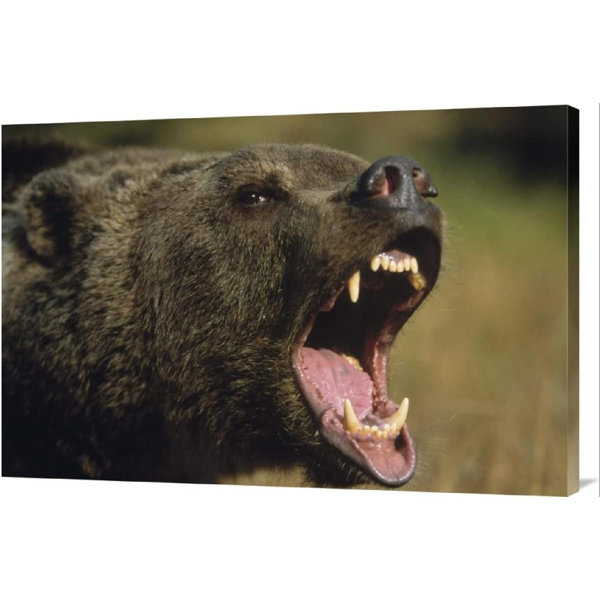Loon Peak® Grizzly Bear Calling North America Wrap Giclee On Wrapped ...