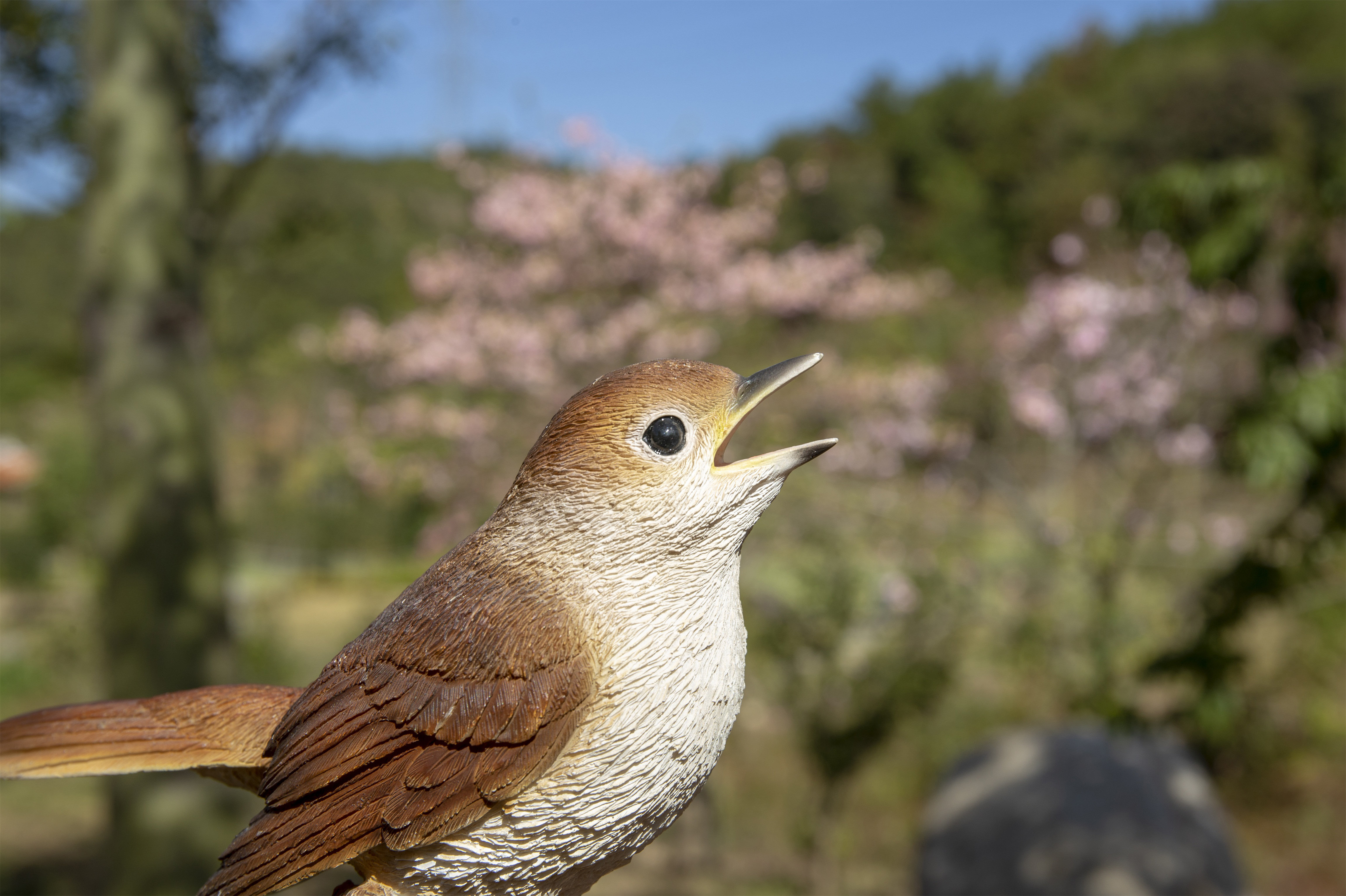 Hi-Line Gift Ltd. Motion Activated Singing Nightingale Standing on ...