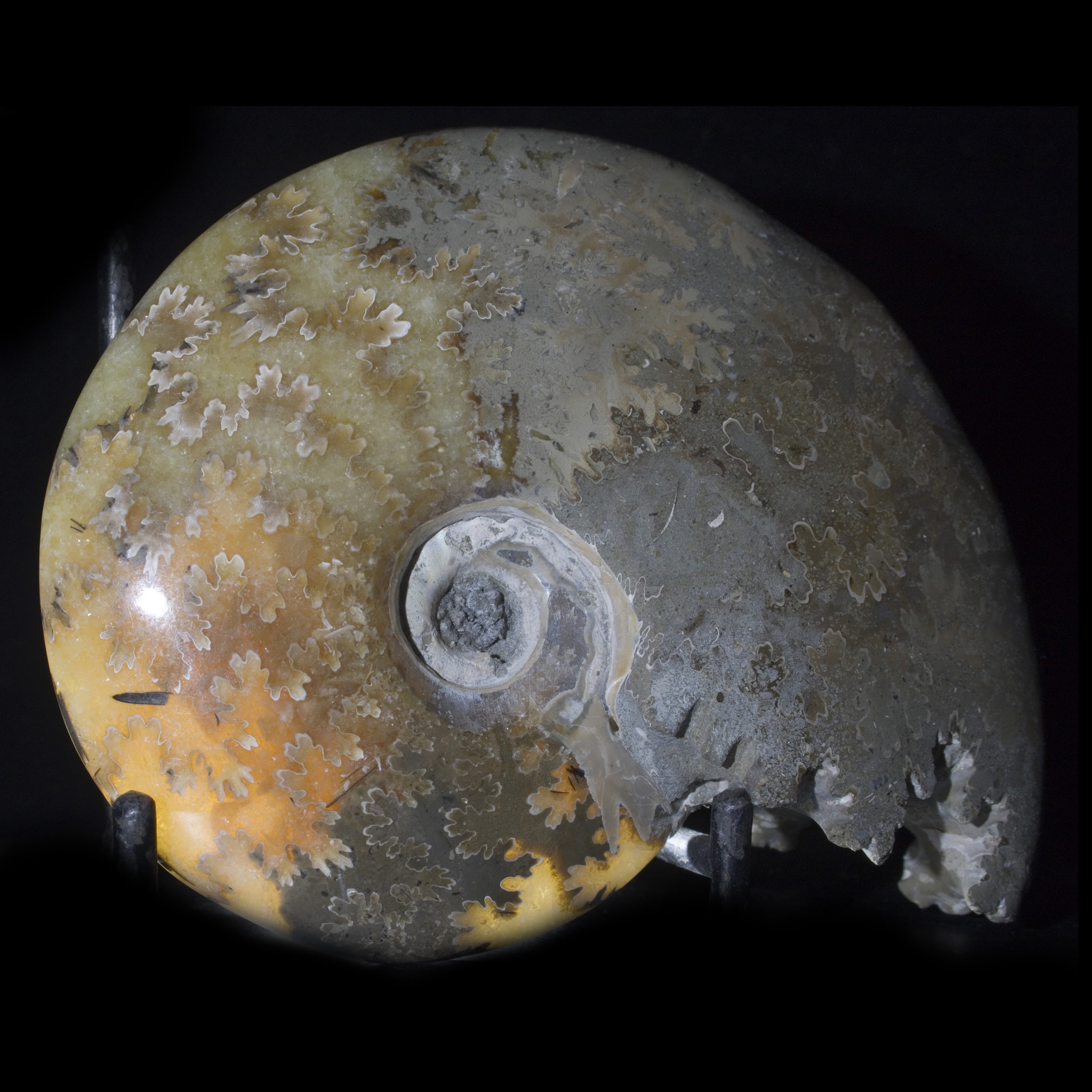 Everly Quinn Carleton Smith Polished Fossil Ammonite | Wayfair