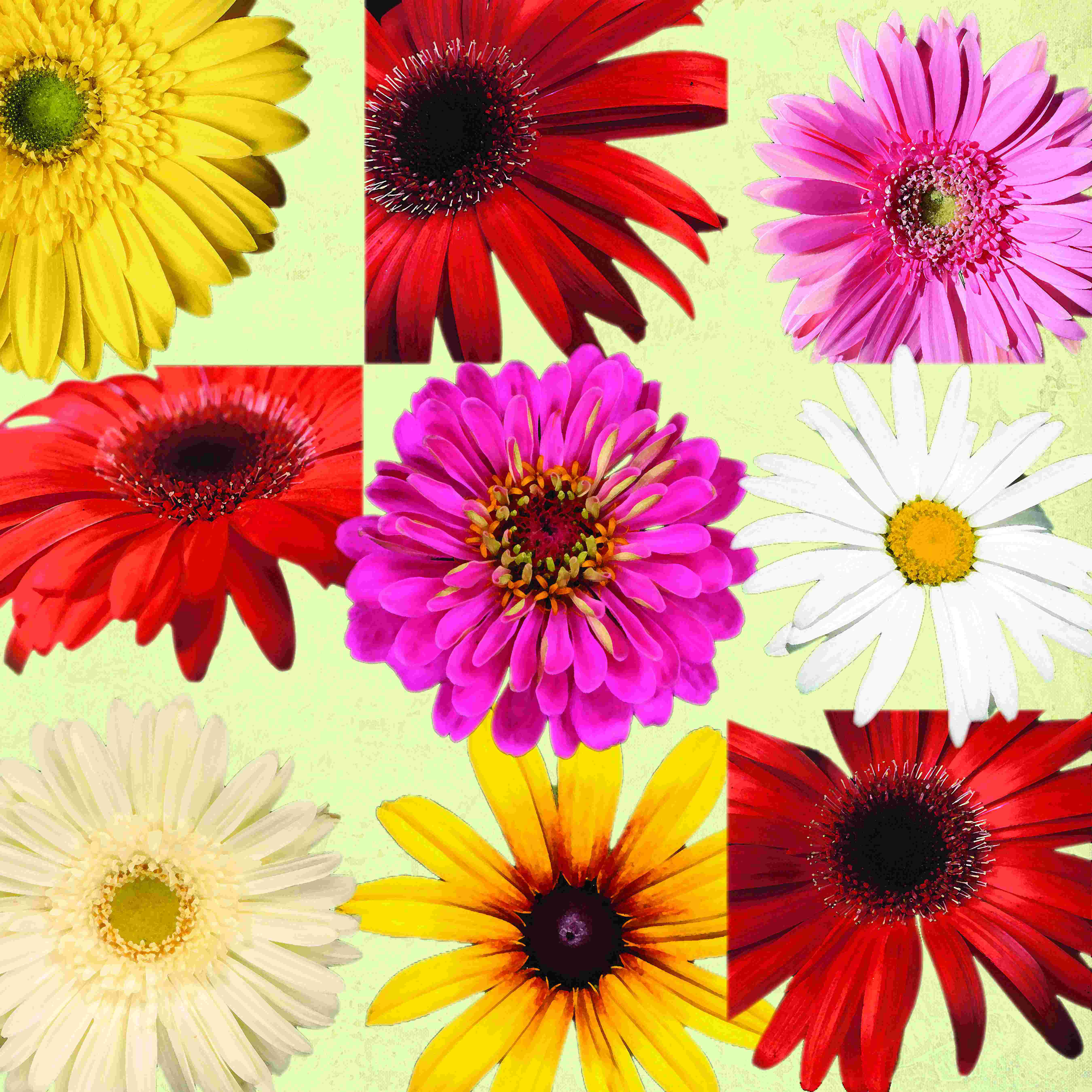 August Grove® Gerber Daisy 9 - Wrapped Canvas Painting | Wayfair