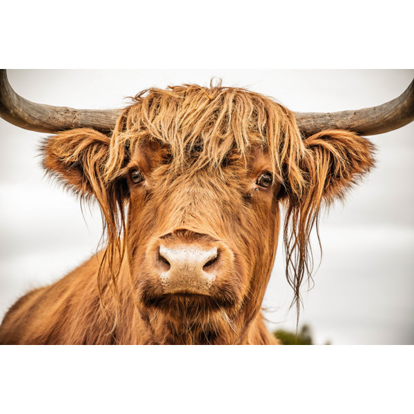 Union Rustic Higland Cow - Wrapped Canvas Photograph | Wayfair