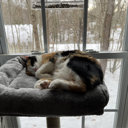 Tucker Murphy Pet™ 58" Bybee Cat Tree or Condo & Reviews - Wayfair Canada