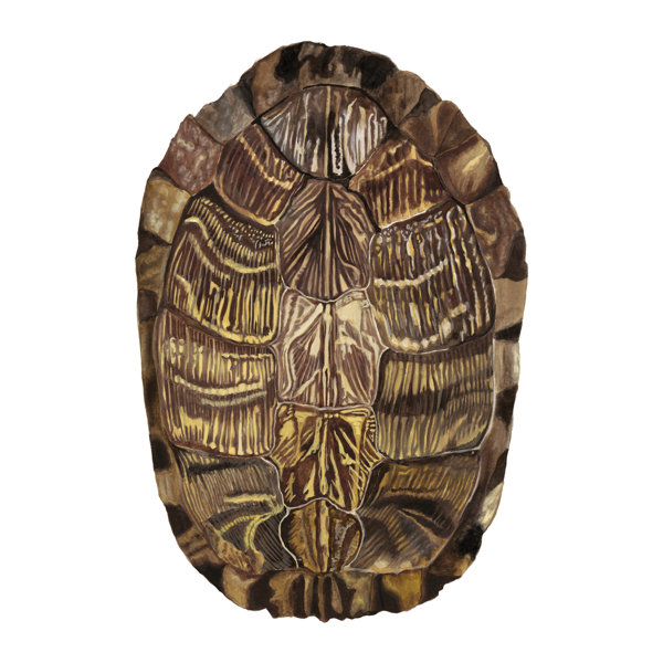 Bayou Breeze Tortoise Shell Detail I by Naomi Mccavitt - Wrapped Canvas ...