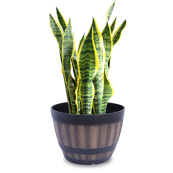 Millwood Pines Plastic Bucket | Wayfair