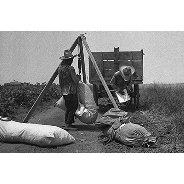 MH Handel Cotton Weighing - Wrapped Canvas Photograph | Wayfair