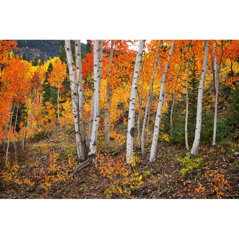 Millwood Pines Vibrant Colors Of The Aspen Tree Leaves Contrast With ...