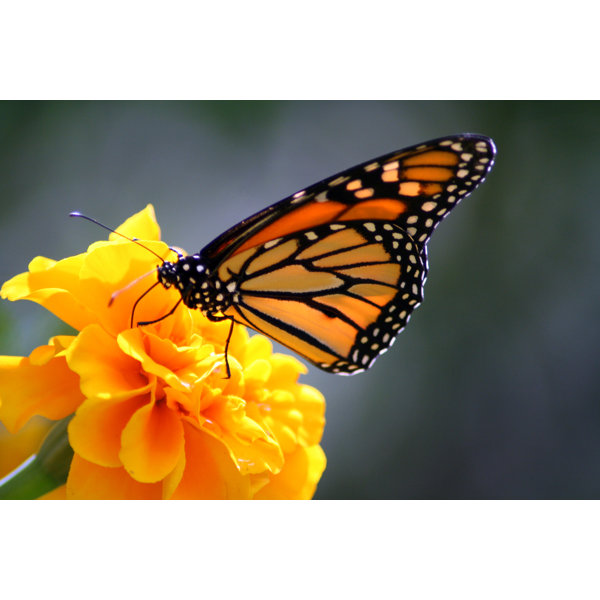 Ebern Designs Monarch Butterfly - Wrapped Canvas Photograph | Wayfair